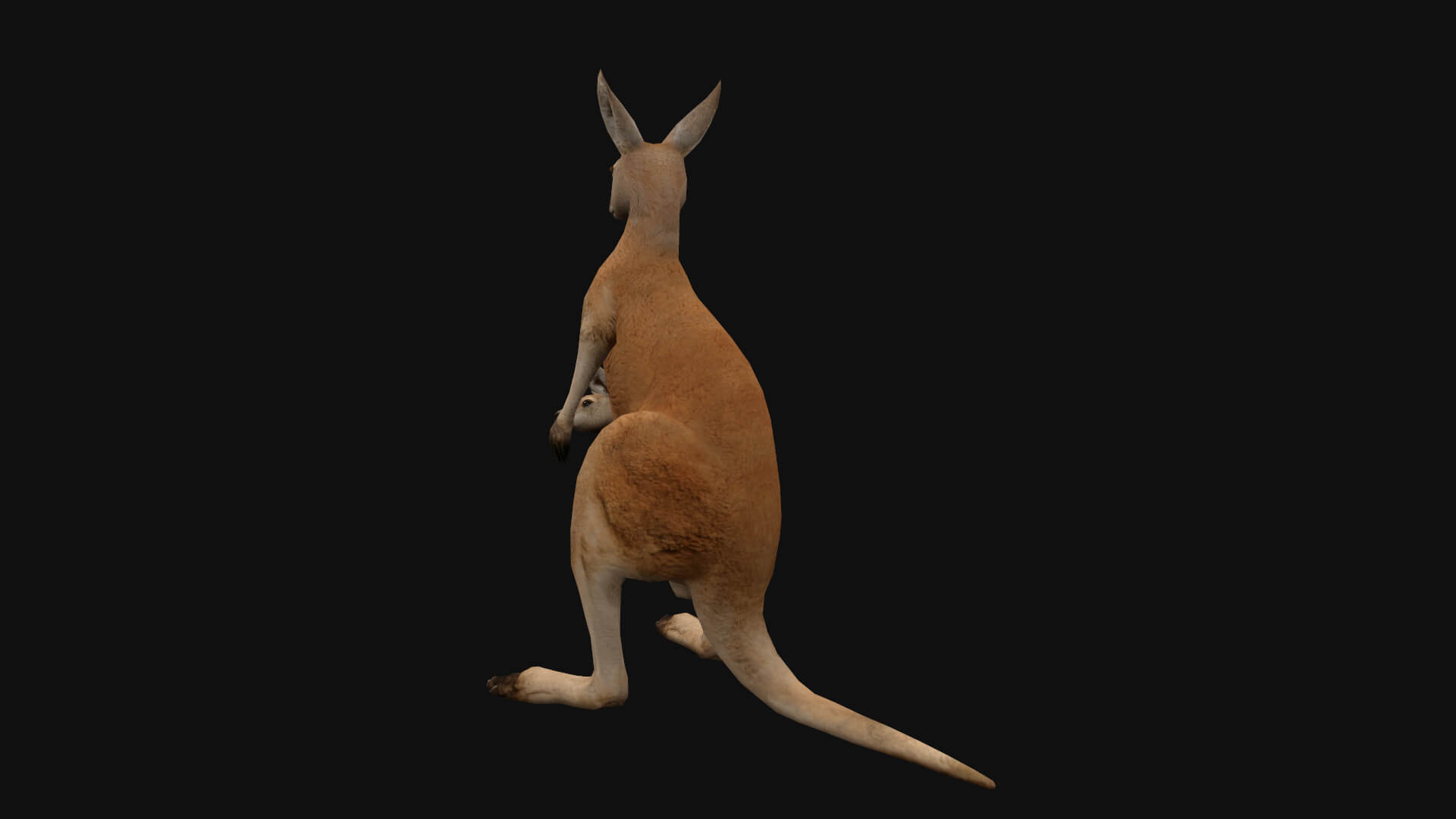 Animated Kangaroo With Baby - 3D Model by cg-bob