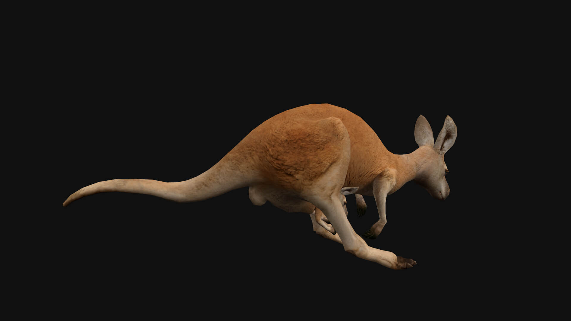 Animated Kangaroo With Baby - 3D Model by cg-bob