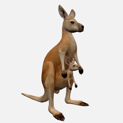 Animated Kangaroo With Baby - 3D Model by cg-bob