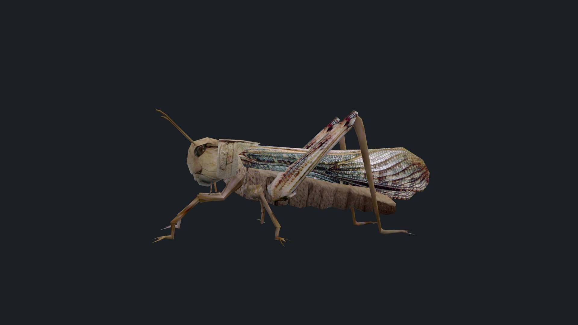 Animated Locust Grasshopper - 3D Model by cg-bob