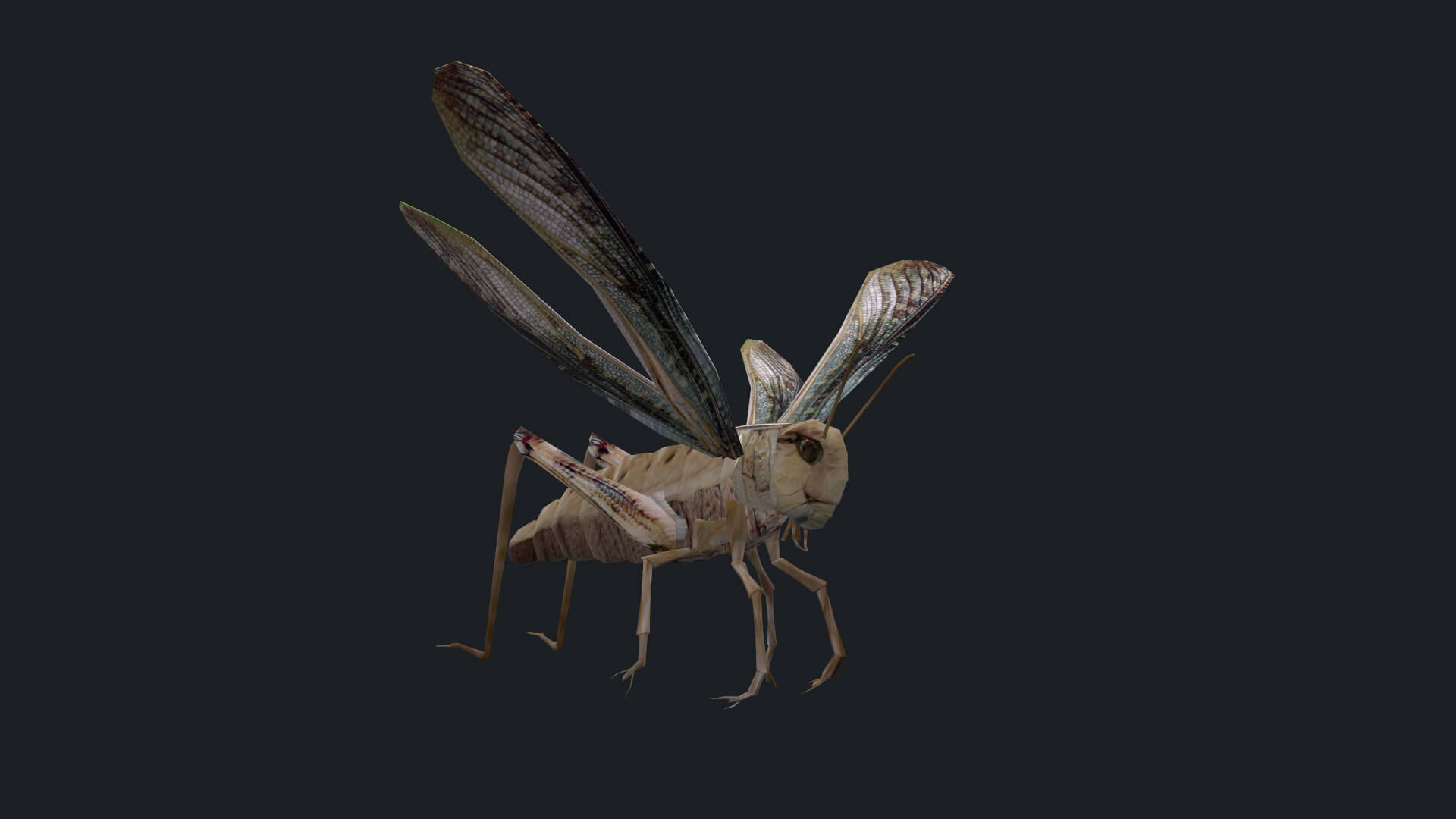 Animated Locust Grasshopper - 3D Model by cg-bob