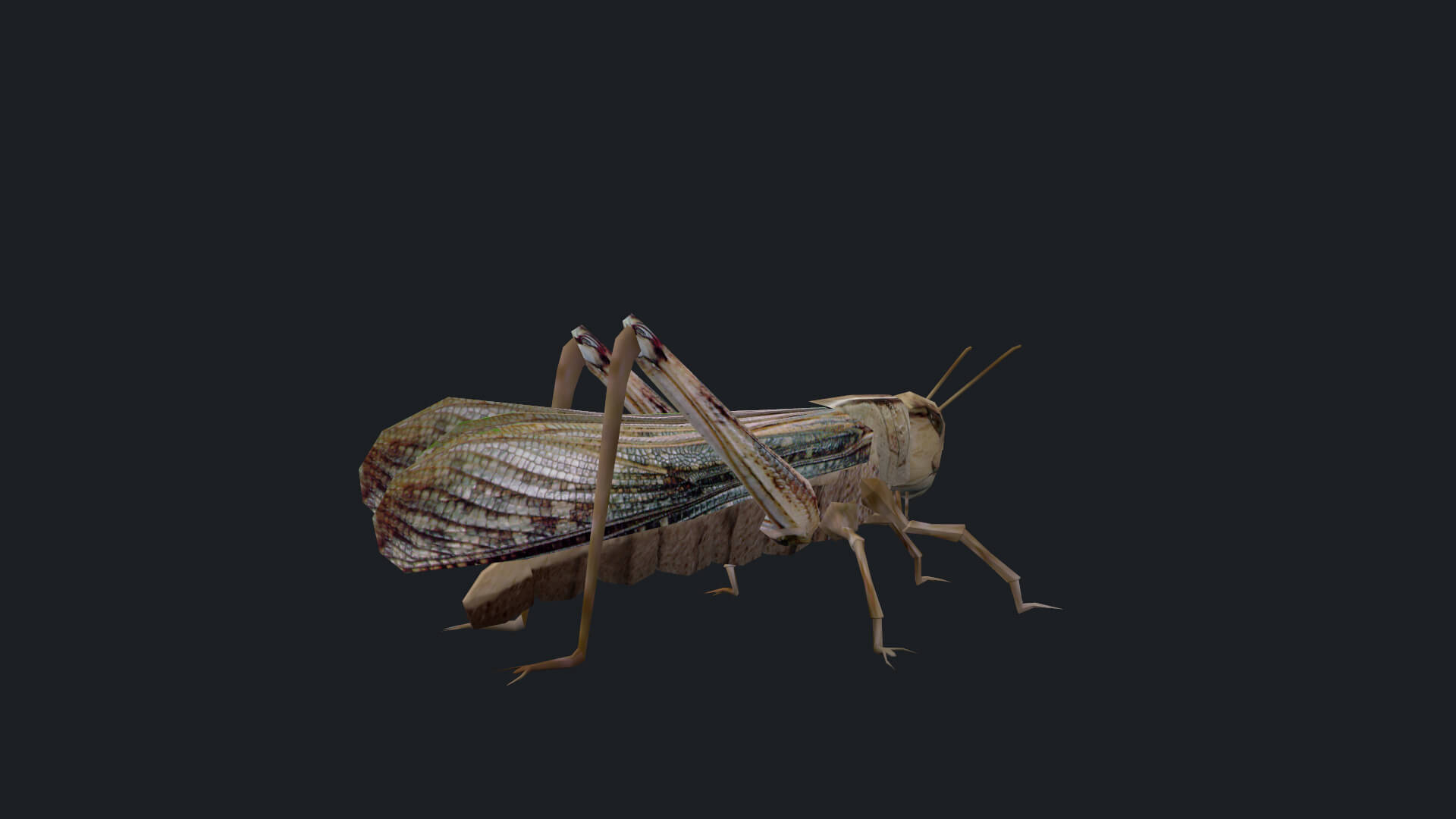 Animated Locust Grasshopper - 3D Model by cg-bob
