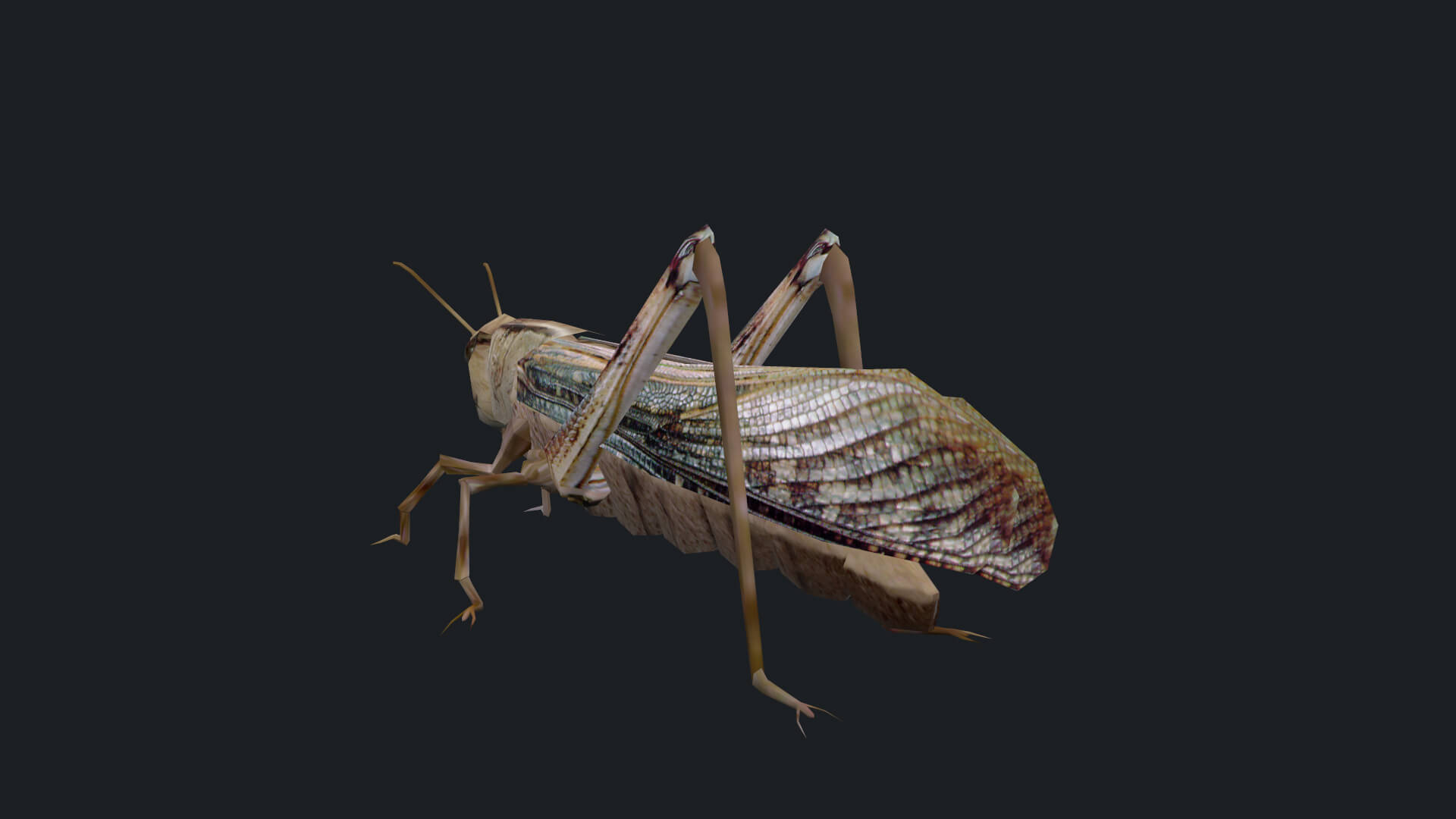 Animated Locust Grasshopper - 3D Model by cg-bob