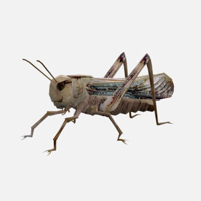 Animated Locust Grasshopper - 3D Model by cg-bob
