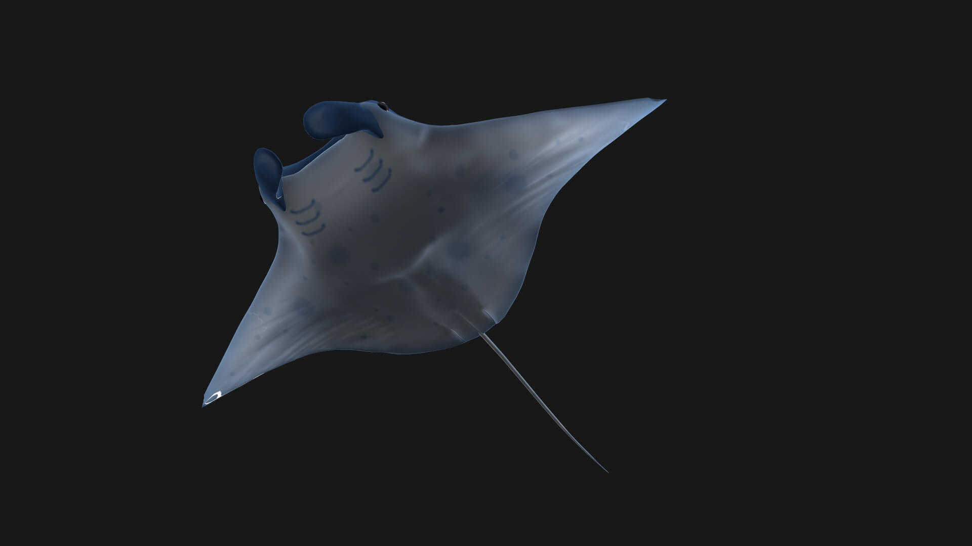 Animated Manta Ray - 3D Model by cg-bob