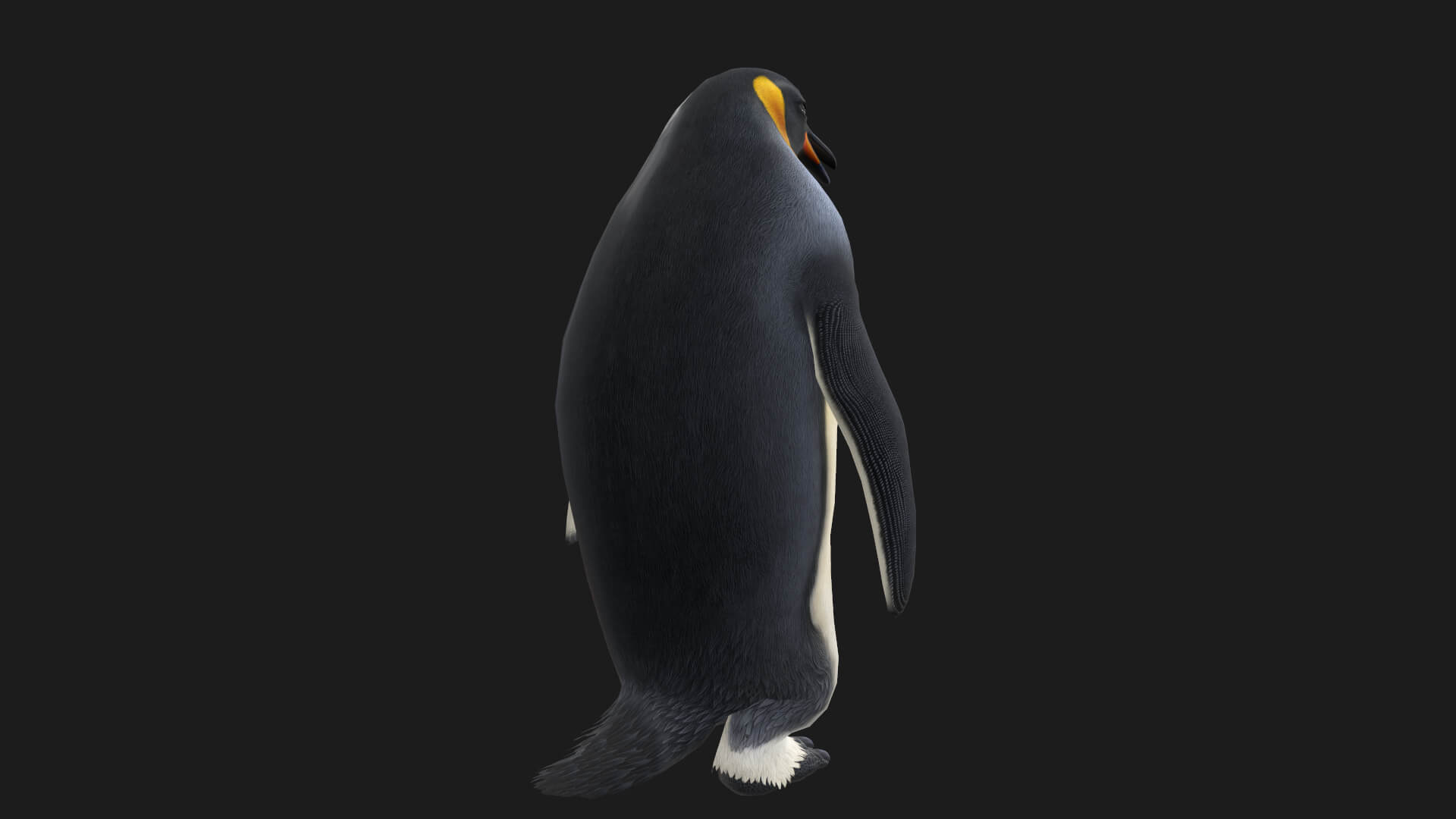 Animated Penguin - 3D Model by cg-bob