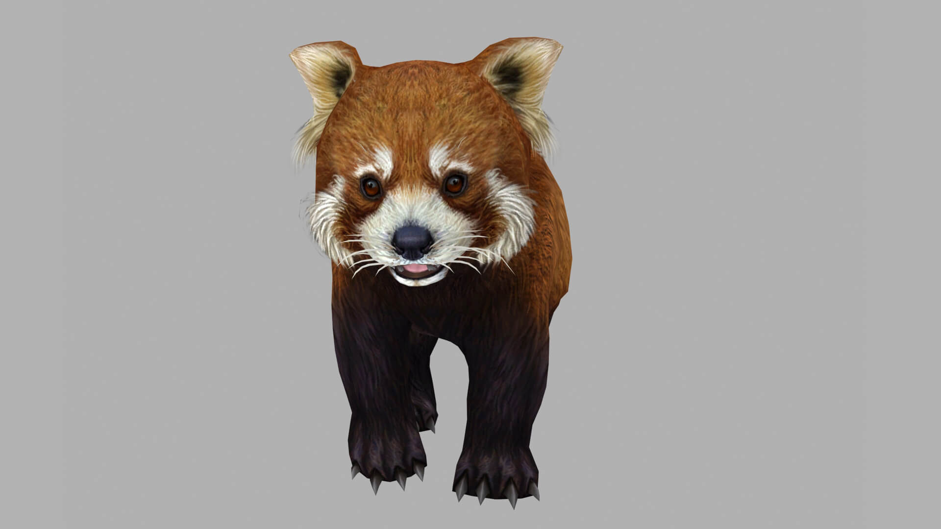 Animated Red Panda - 3D Model by cg-bob