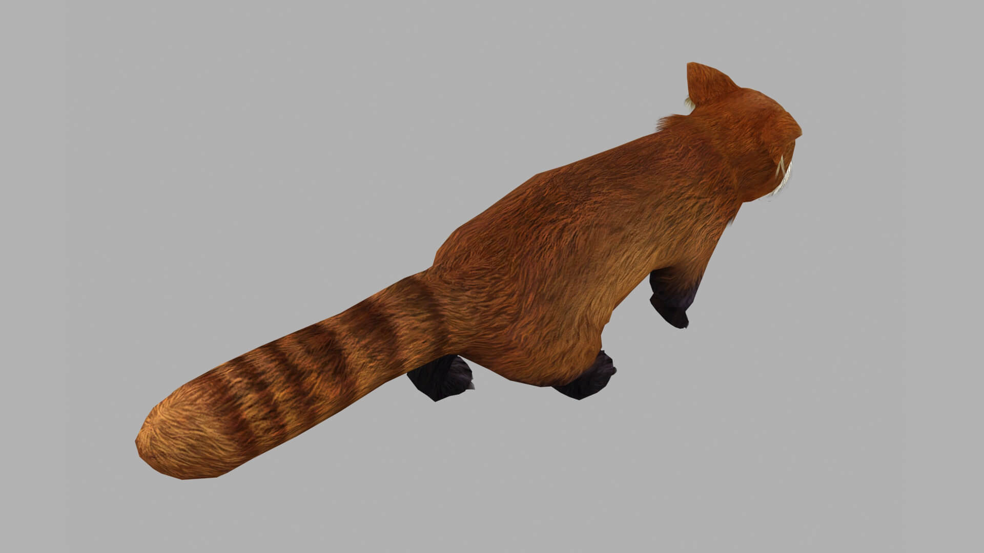 Animated Red Panda - 3D Model by cg-bob