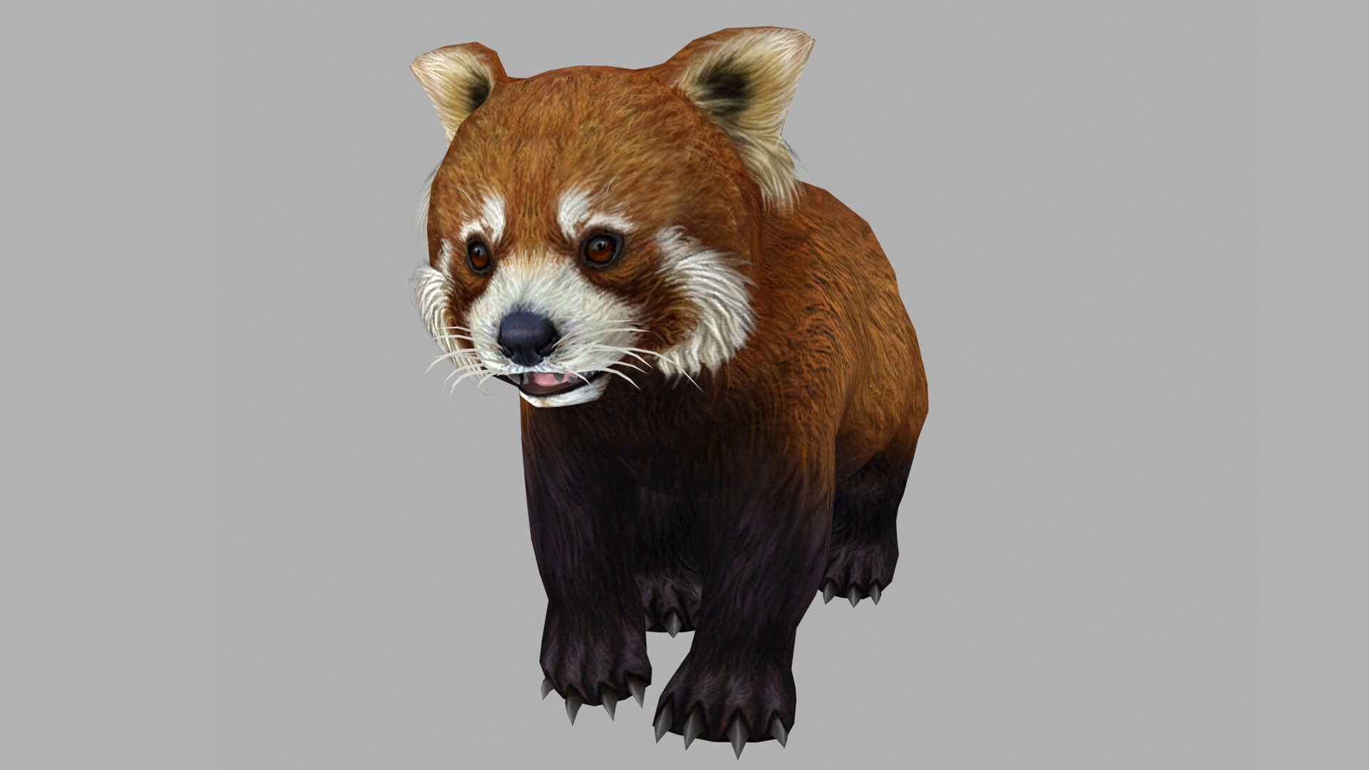 Animated Red Panda - 3D Model by cg-bob