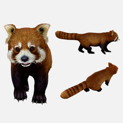 Animated Red Panda - 3D Model by cg-bob