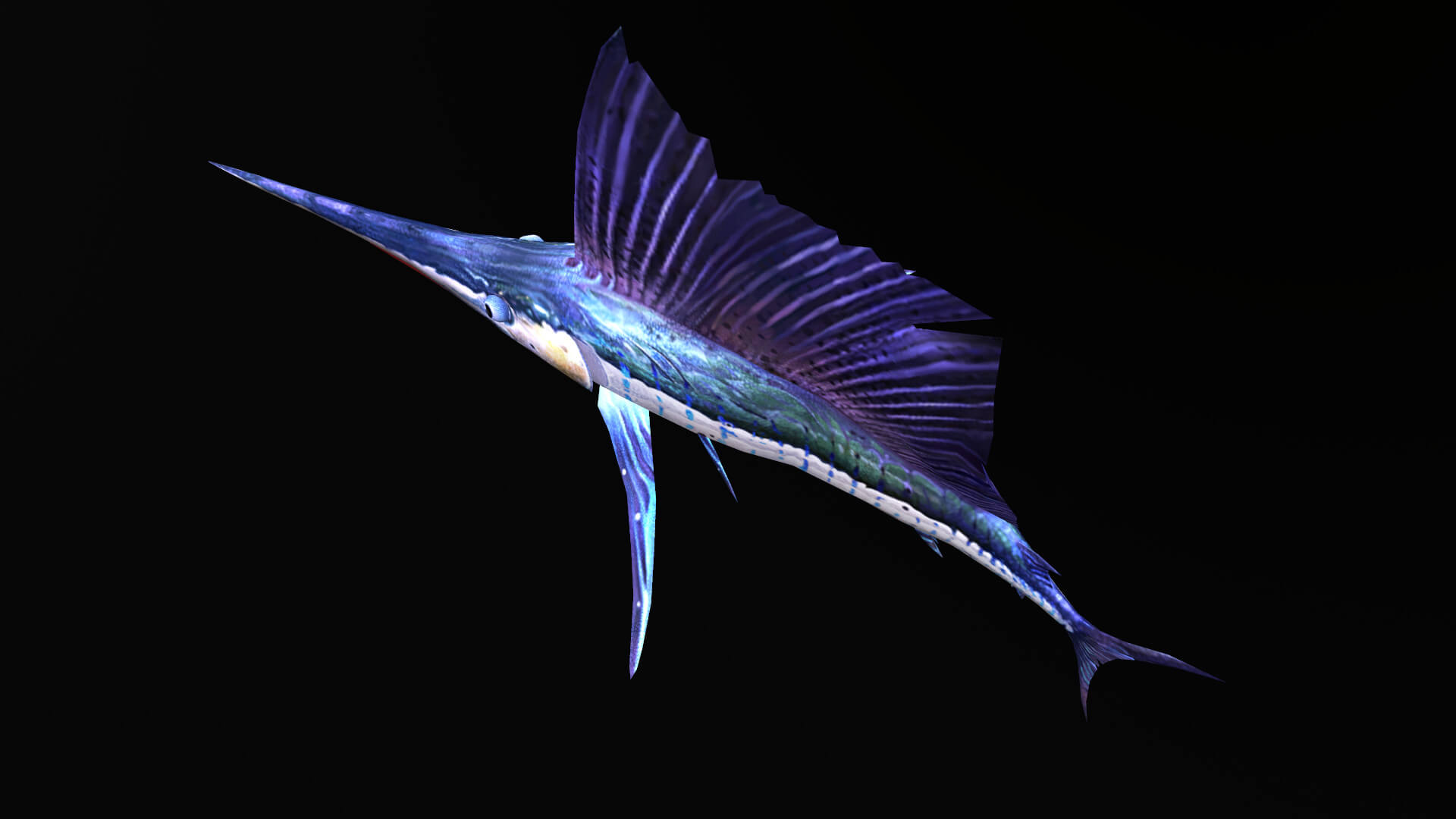 Animated Sailfish Billfish - 3D Model by cg-bob