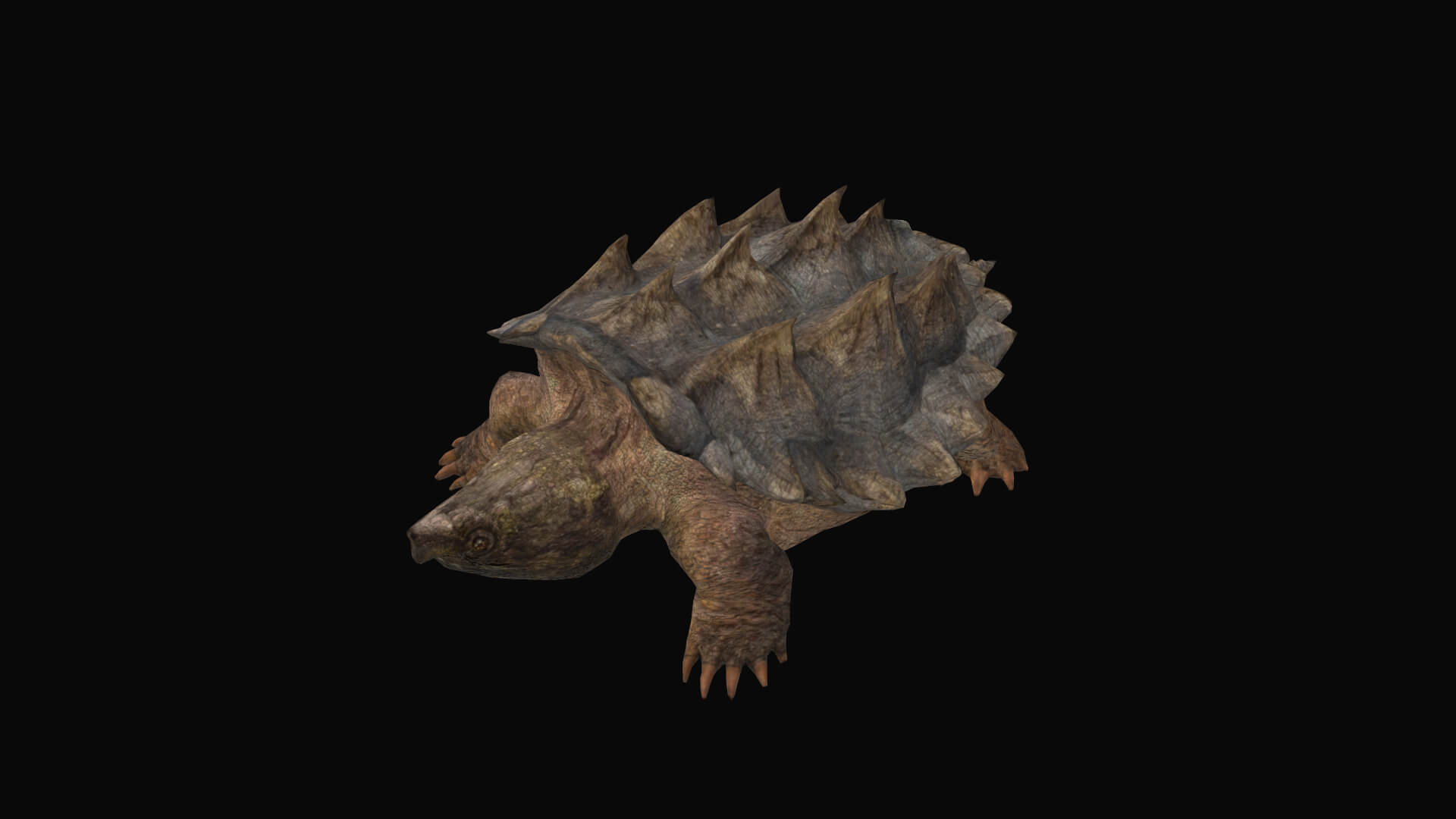 Alligator Snapping Turtle - 3D Model by cg-monster
