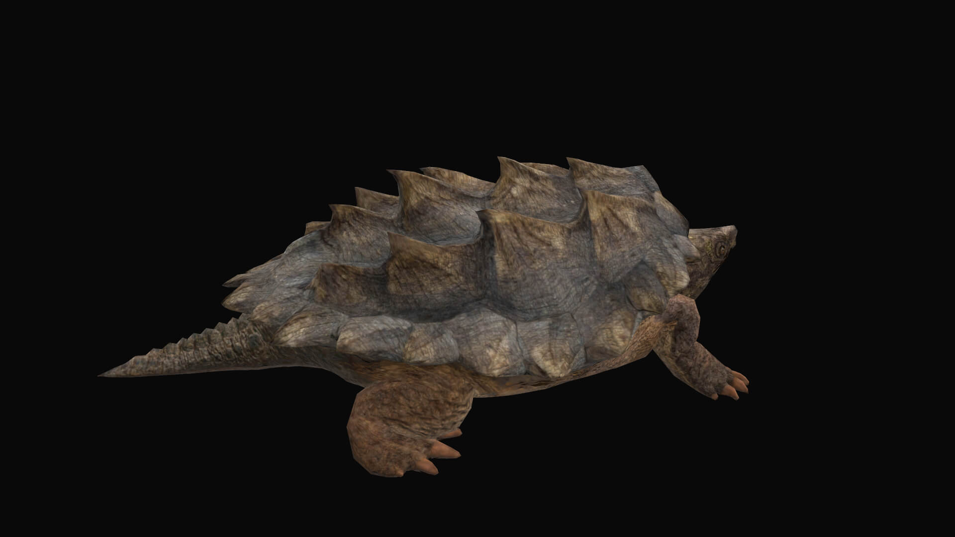 Alligator Snapping Turtle - 3D Model by cg-monster