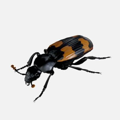 Burying Beetle Nicrophorus Japonicus - 3D Model by cg-monster