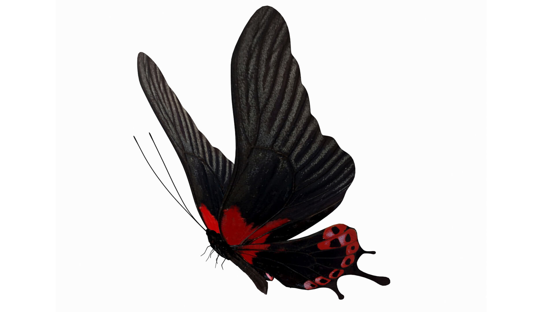 Butterfly Scalewing Wing Fly - 3D Model by cg-monster