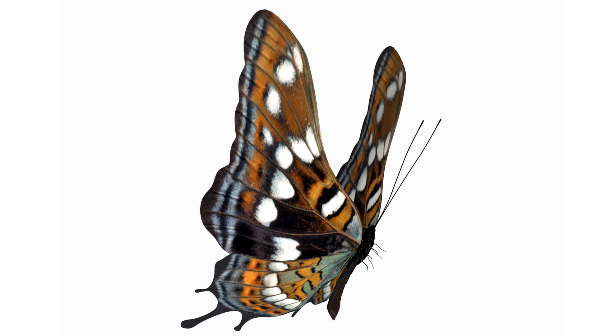 Butterfly Scalewing Wing Fly - 3D Model by cg-monster