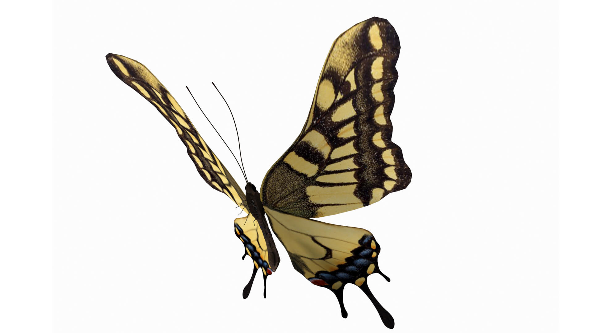 Butterfly Scalewing Wing Fly - 3D Model by cg-monster