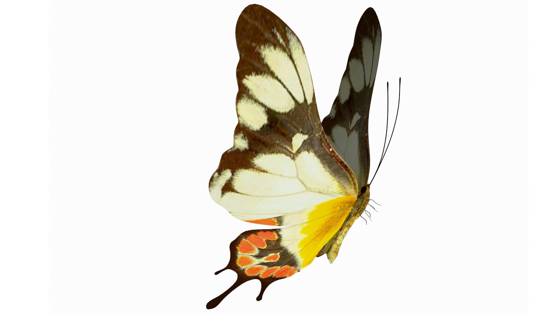 Butterfly Scalewing Wing Fly - 3D Model by cg-monster