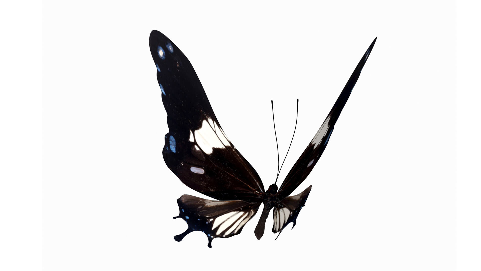 Butterfly Scalewing Wing Fly - 3D Model by cg-monster