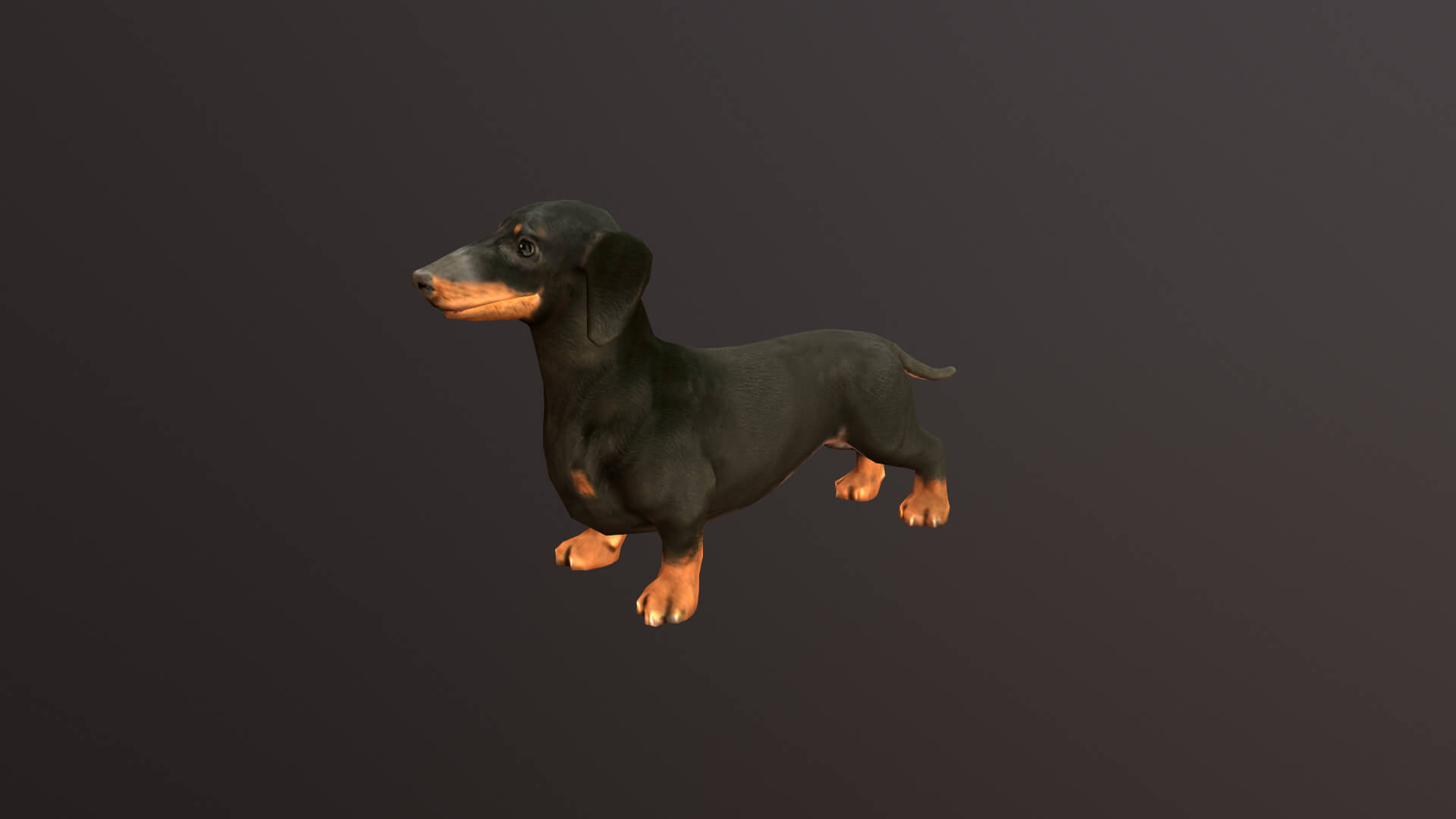 Dachshund Dog Pet - 3D Model by cg-monster