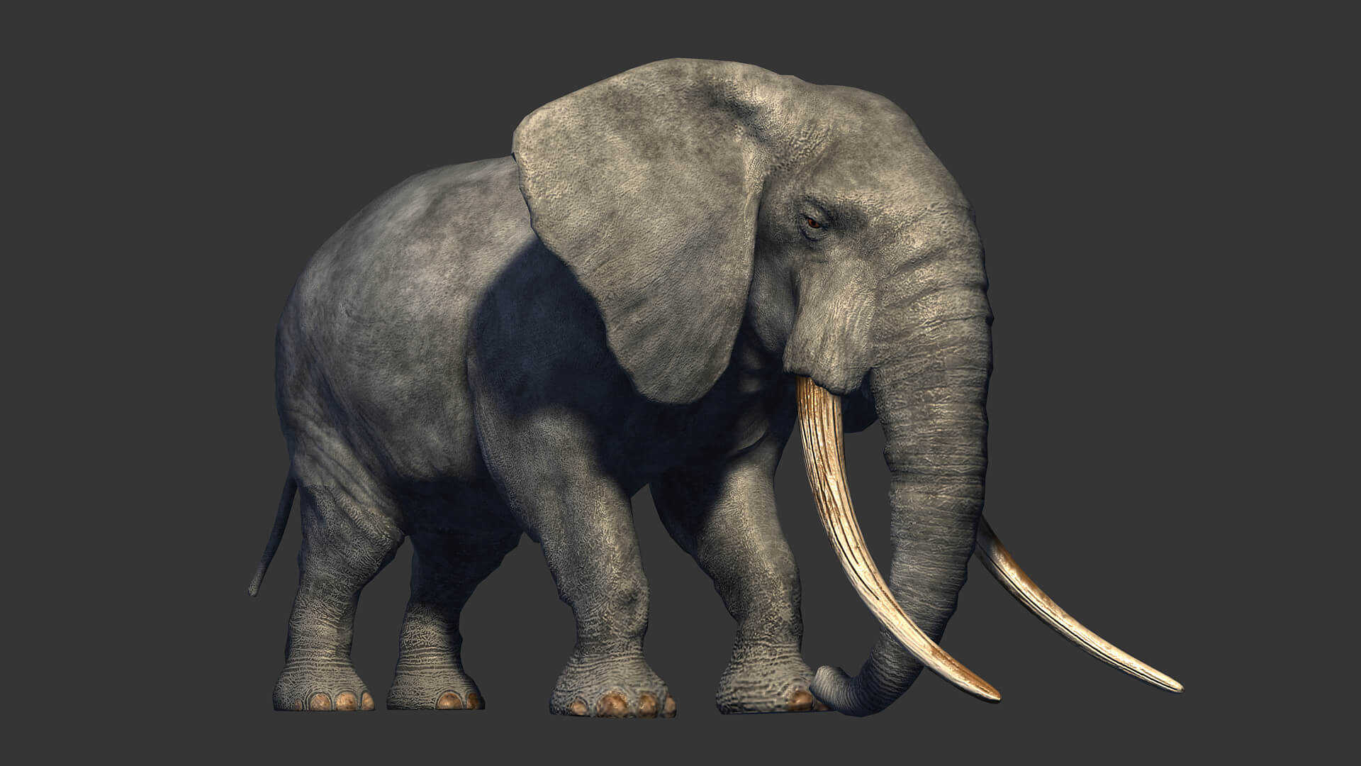 Animated Elephant - 3D Model by cg-shop-boy