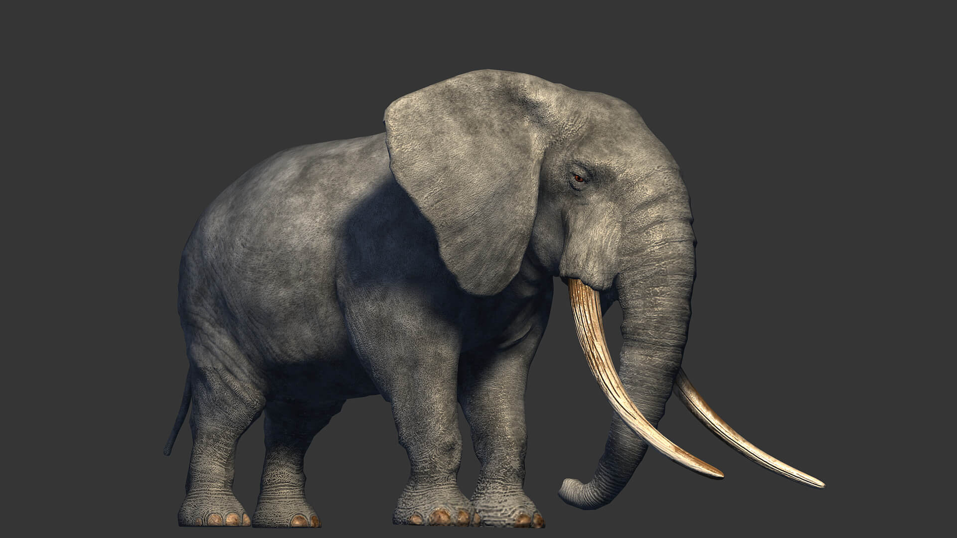 Animated Elephant - 3D Model by cg-shop-boy