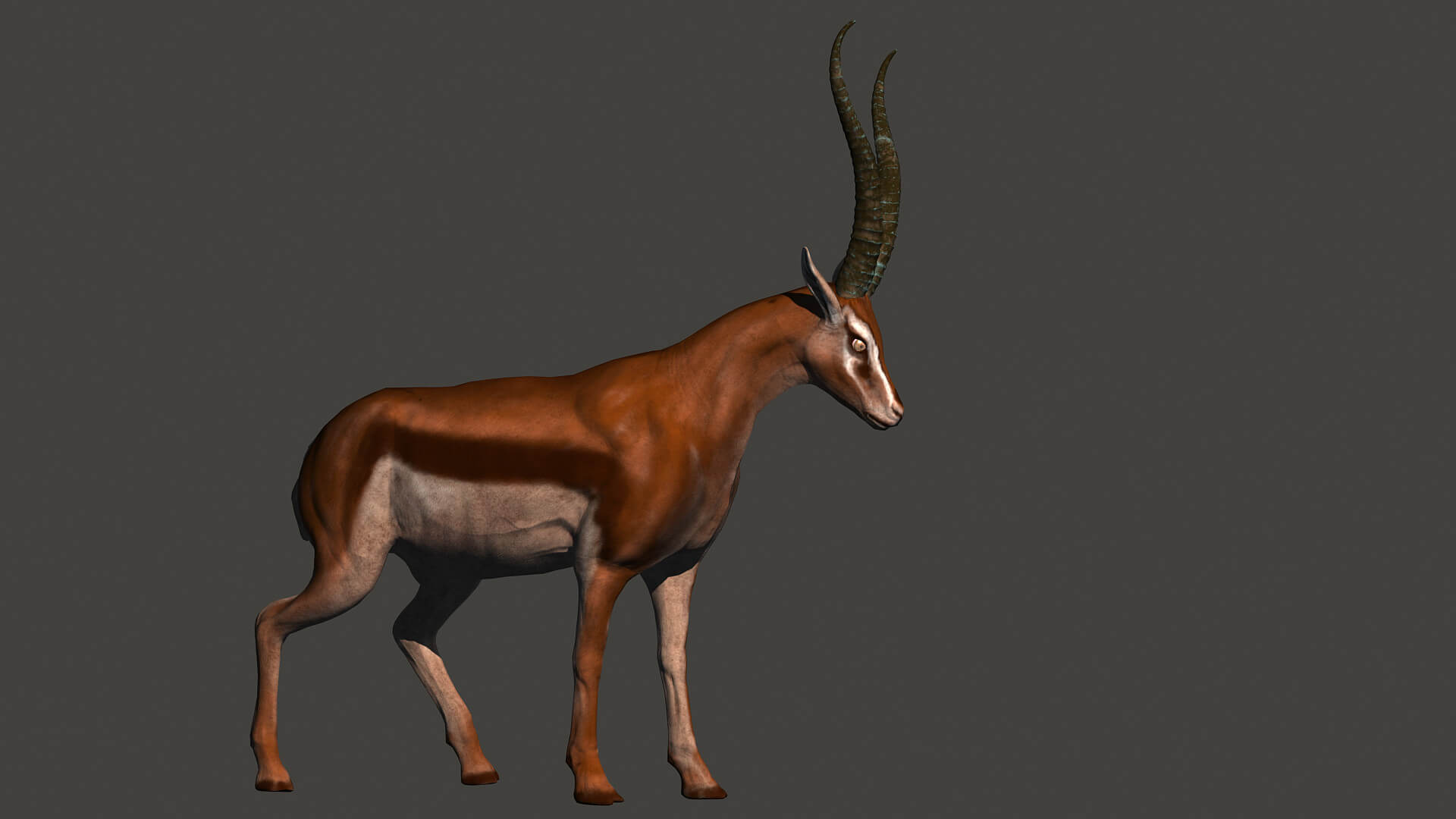 Animated Gazelle - 3D Model by cg-shop-boy