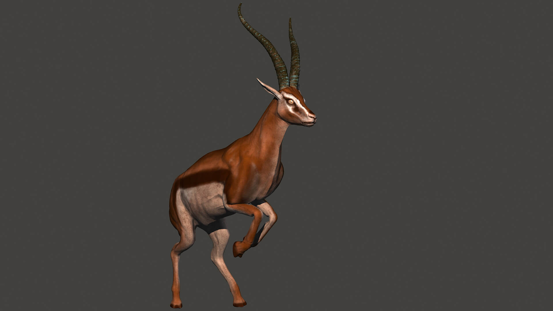 Animated Gazelle - 3D Model by cg-shop-boy