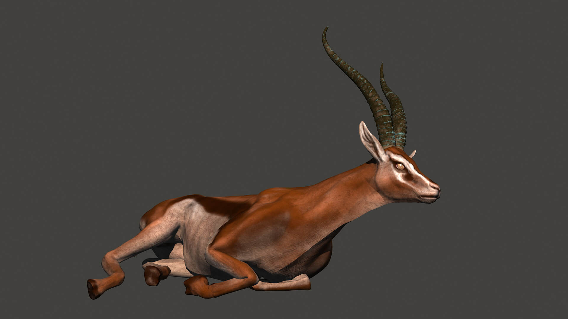 Animated Gazelle - 3D Model by cg-shop-boy