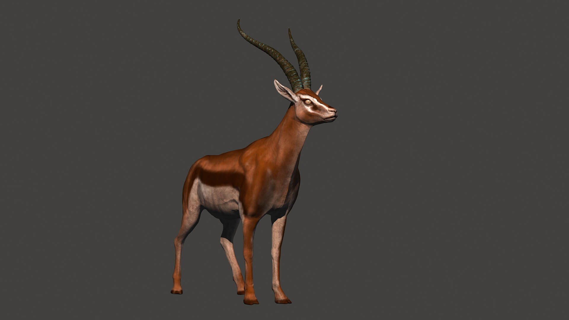 Animated Gazelle - 3D Model by cg-shop-boy