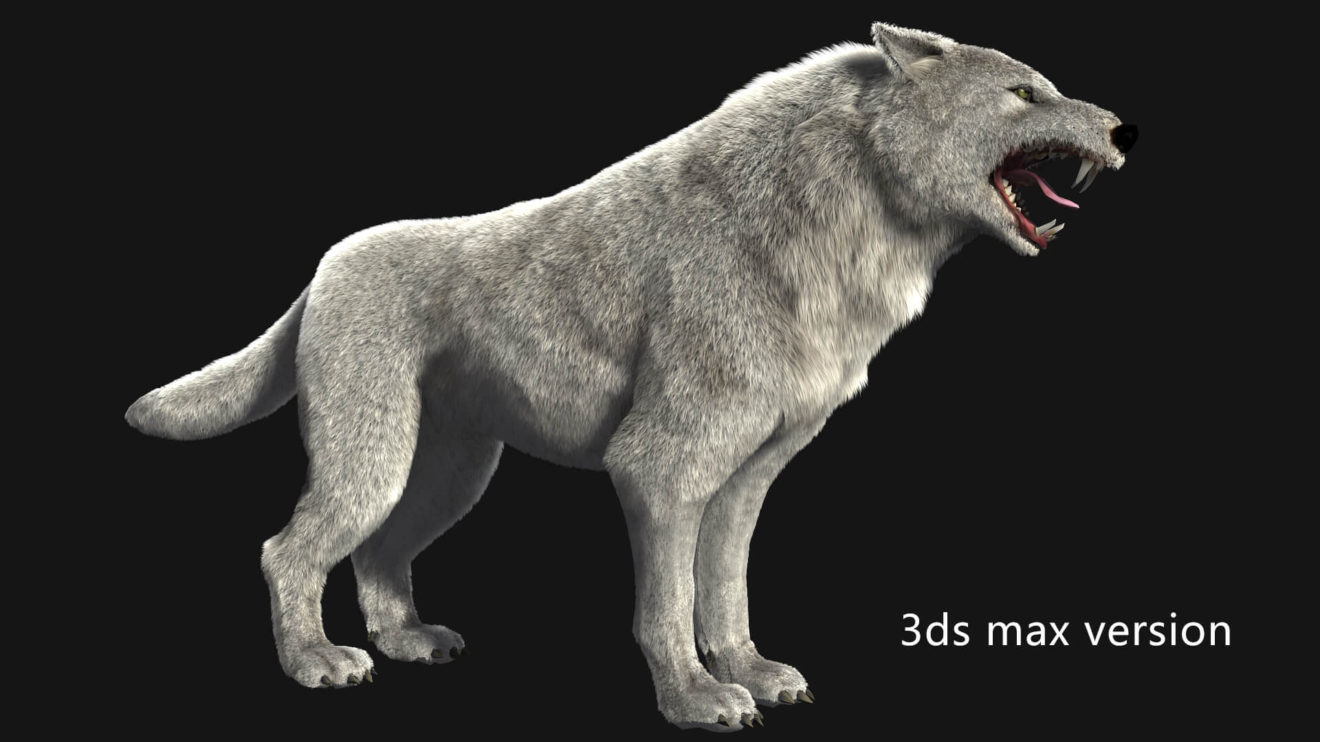 Animated Arctic Wolf - 3D Model by cg-shop-boy