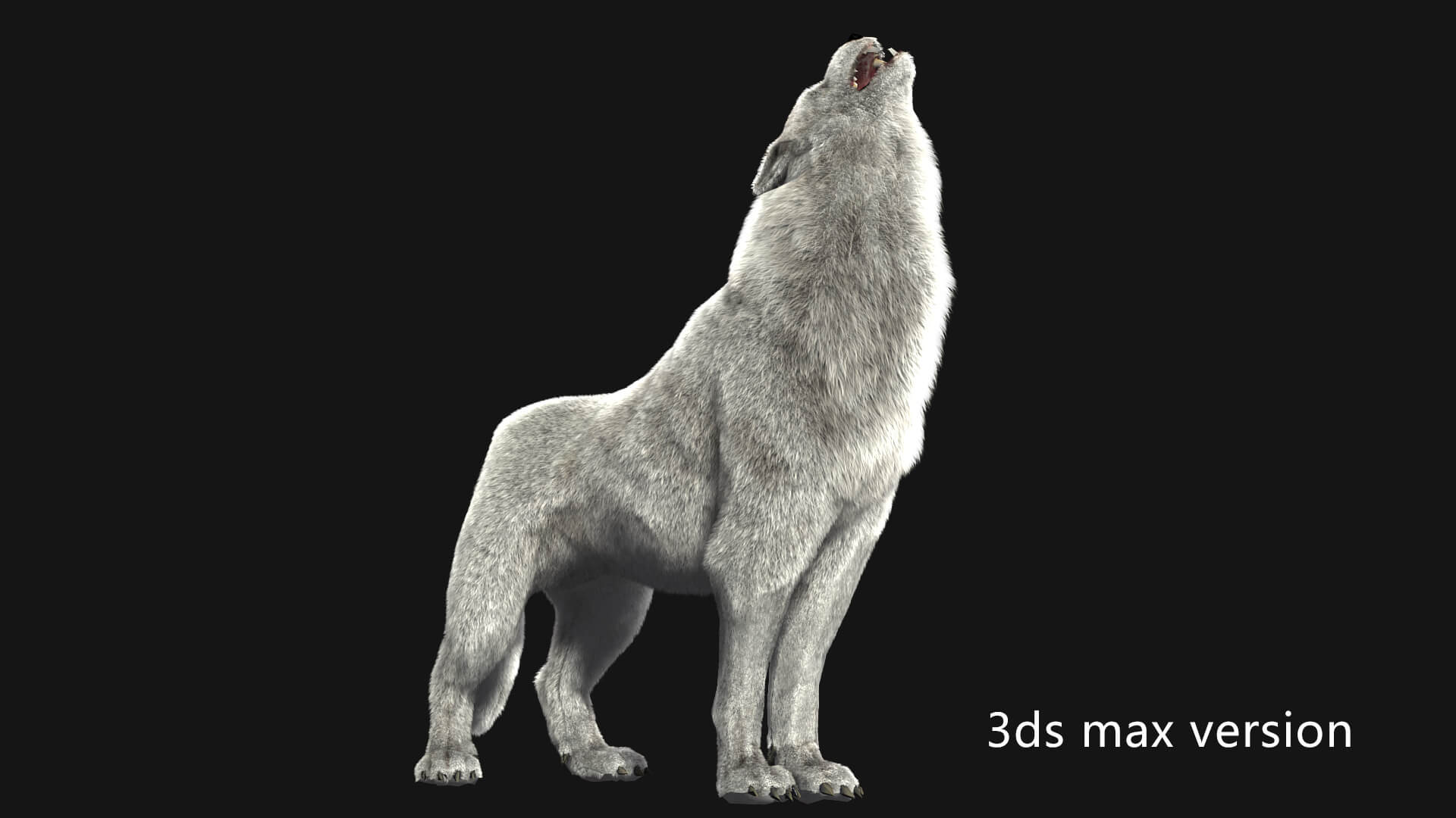 Animated Arctic Wolf - 3D Model by cg-shop-boy