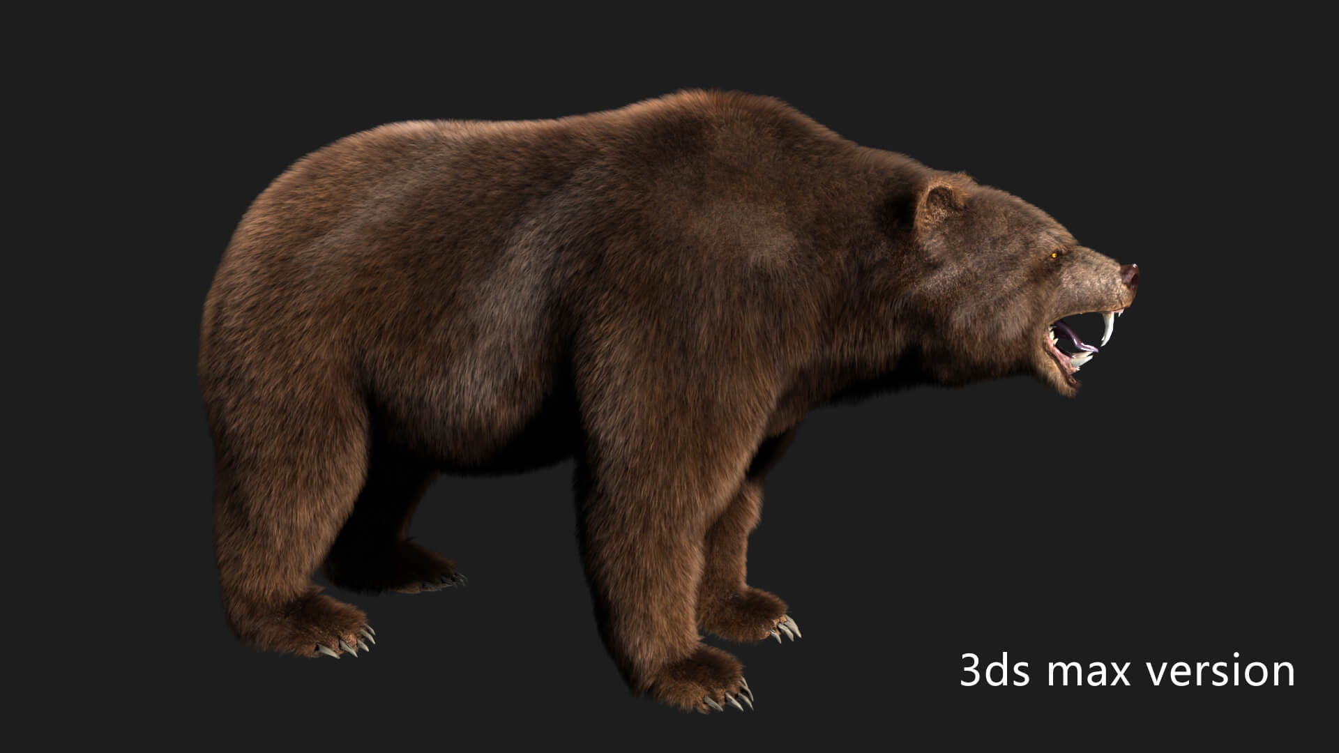 Bear Grizzly Brown Bear Black Bear - 3D Model by cg-shop-boy