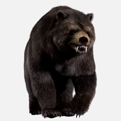 Animated 3D Models | Animals | Bears | RenderHub