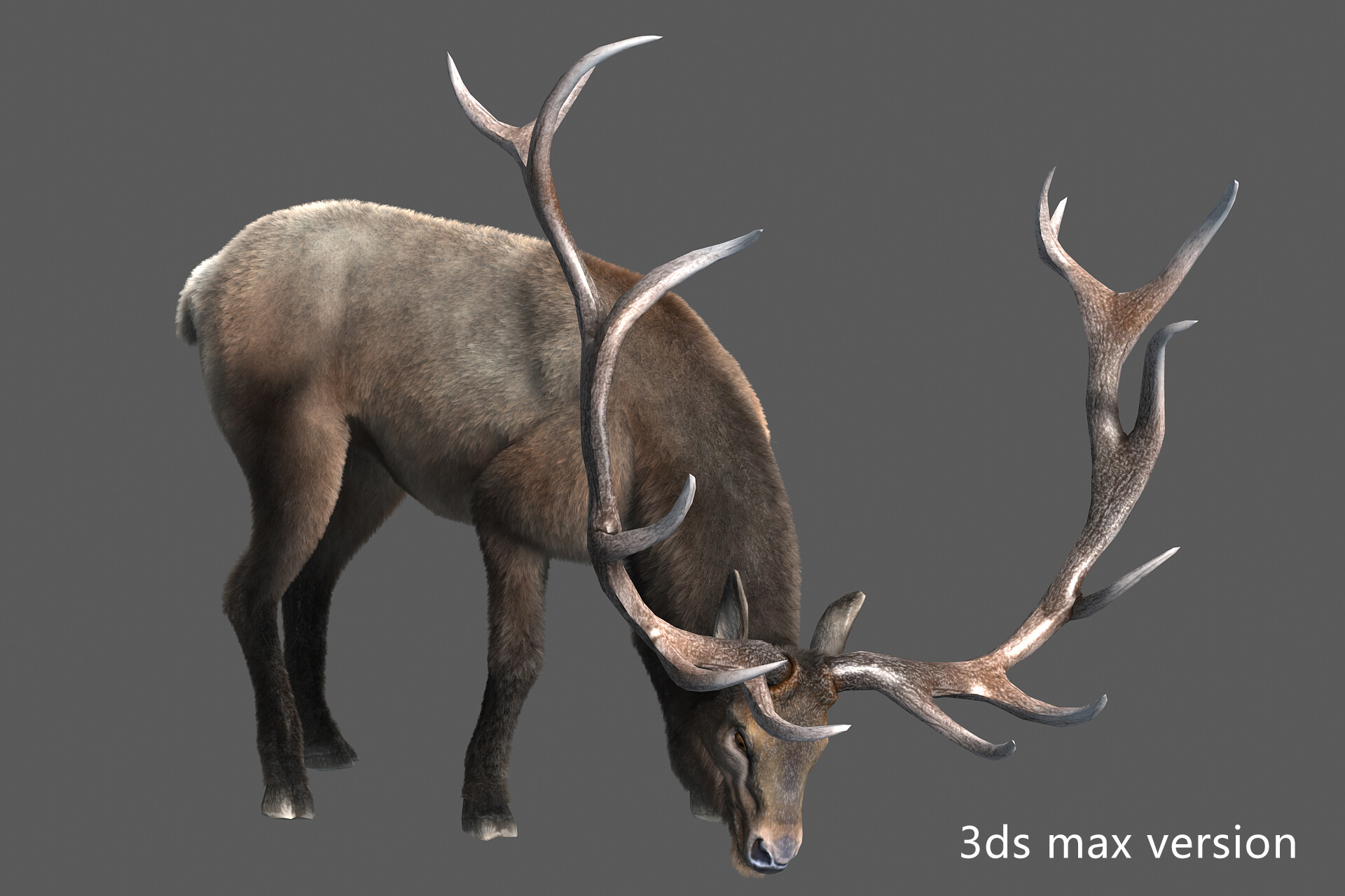 Elaphurus Deer Buck Stag Reindeer Doe - 3D Model by cg-shop-boy