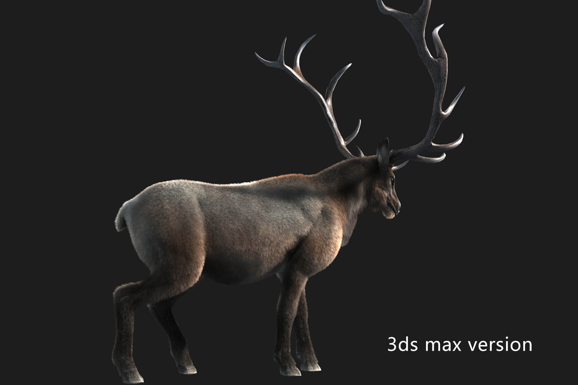 Elaphurus Deer Buck Stag Reindeer Doe - 3D Model by cg-shop-boy