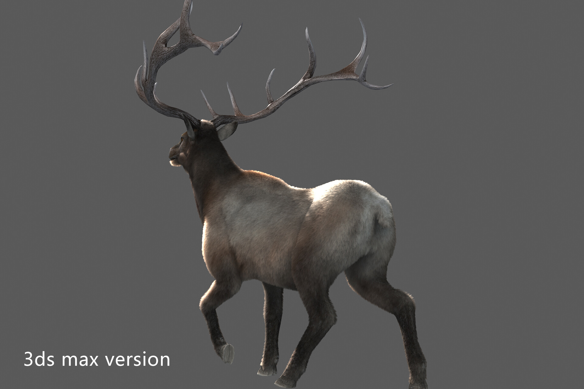 Elaphurus Deer Buck Stag Reindeer Doe - 3D Model by cg-shop-boy