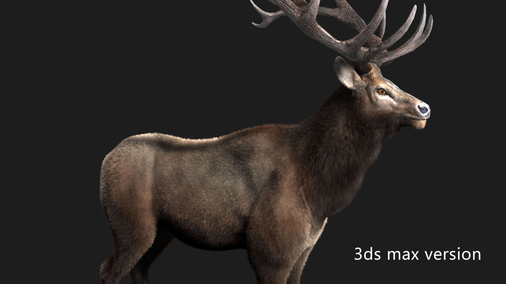 Elaphurus Deer Buck Stag Reindeer Doe - 3D Model by cg-shop-boy