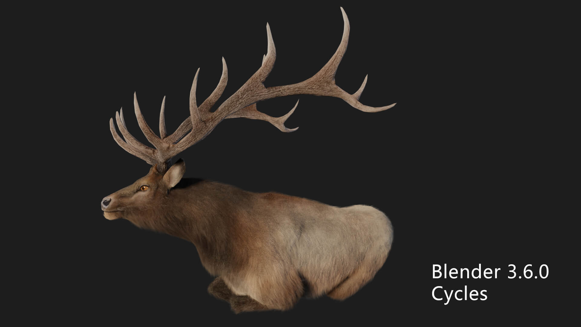 Elaphurus Deer Buck Stag Reindeer Doe - 3D Model by cg-shop-boy