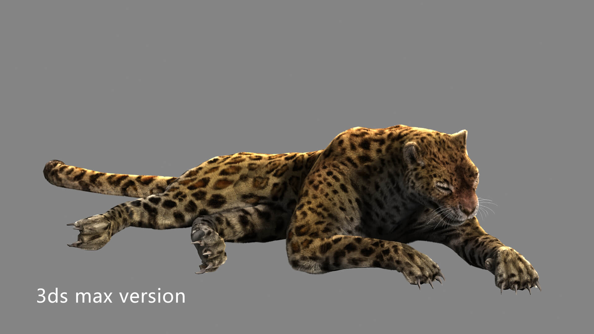 Leopard Panther Puma Jaguar - 3D Model by cg-shop-boy