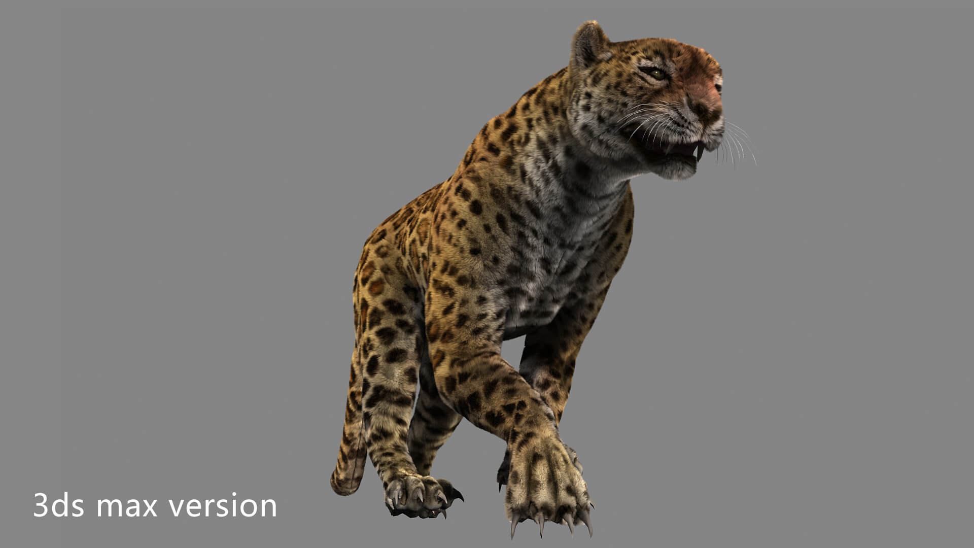 Leopard Panther Puma Jaguar - 3D Model by cg-shop-boy