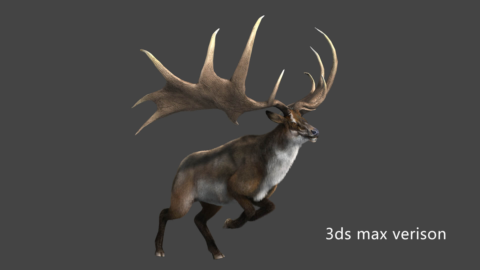 Megaloceros Elk Deer Moose - 3D Model by cg-shop-boy