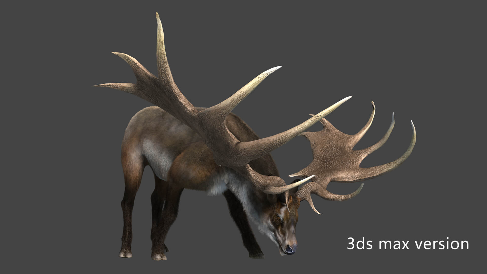 Megaloceros Elk Deer Moose - 3D Model by cg-shop-boy