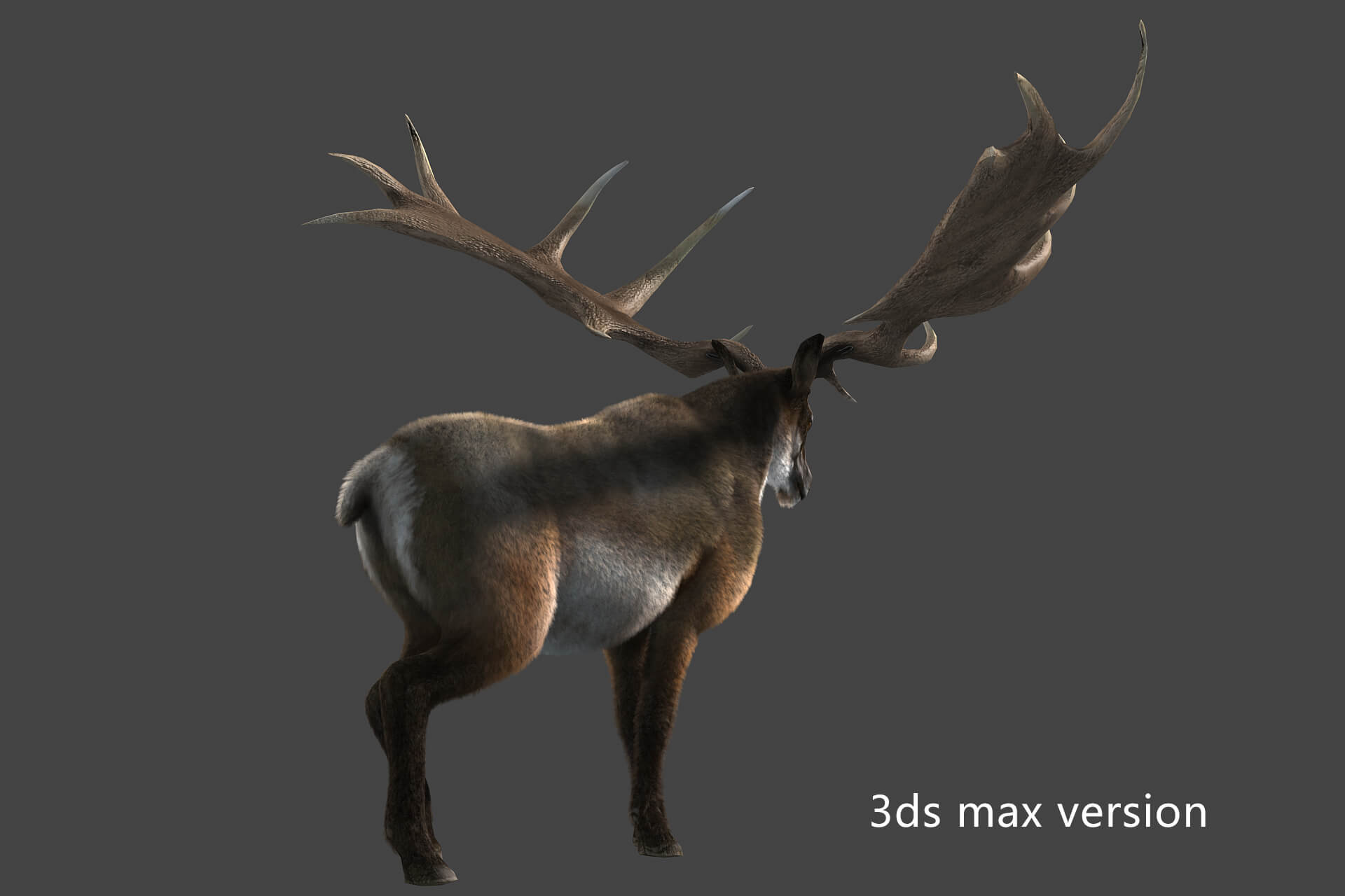 Megaloceros Elk Deer Moose - 3D Model by cg-shop-boy