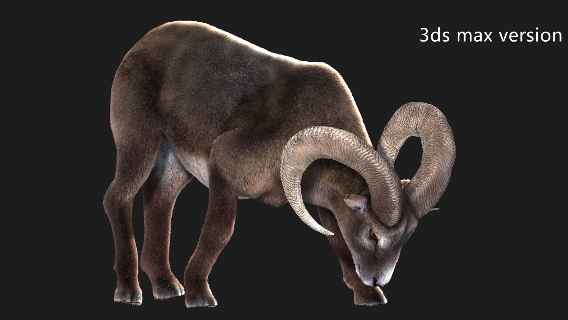 Rigged Goat Ram Sheep - 3D Model by cg-shop-boy