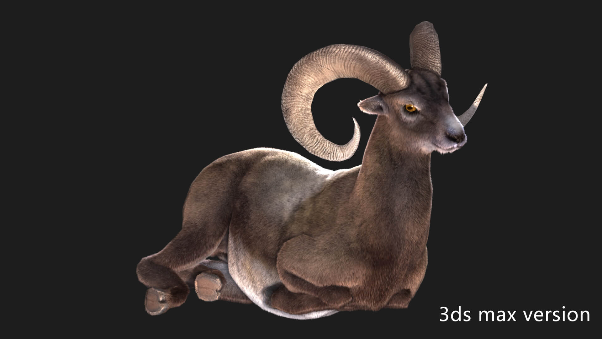 Rigged Goat Ram Sheep - 3D Model by cg-shop-boy