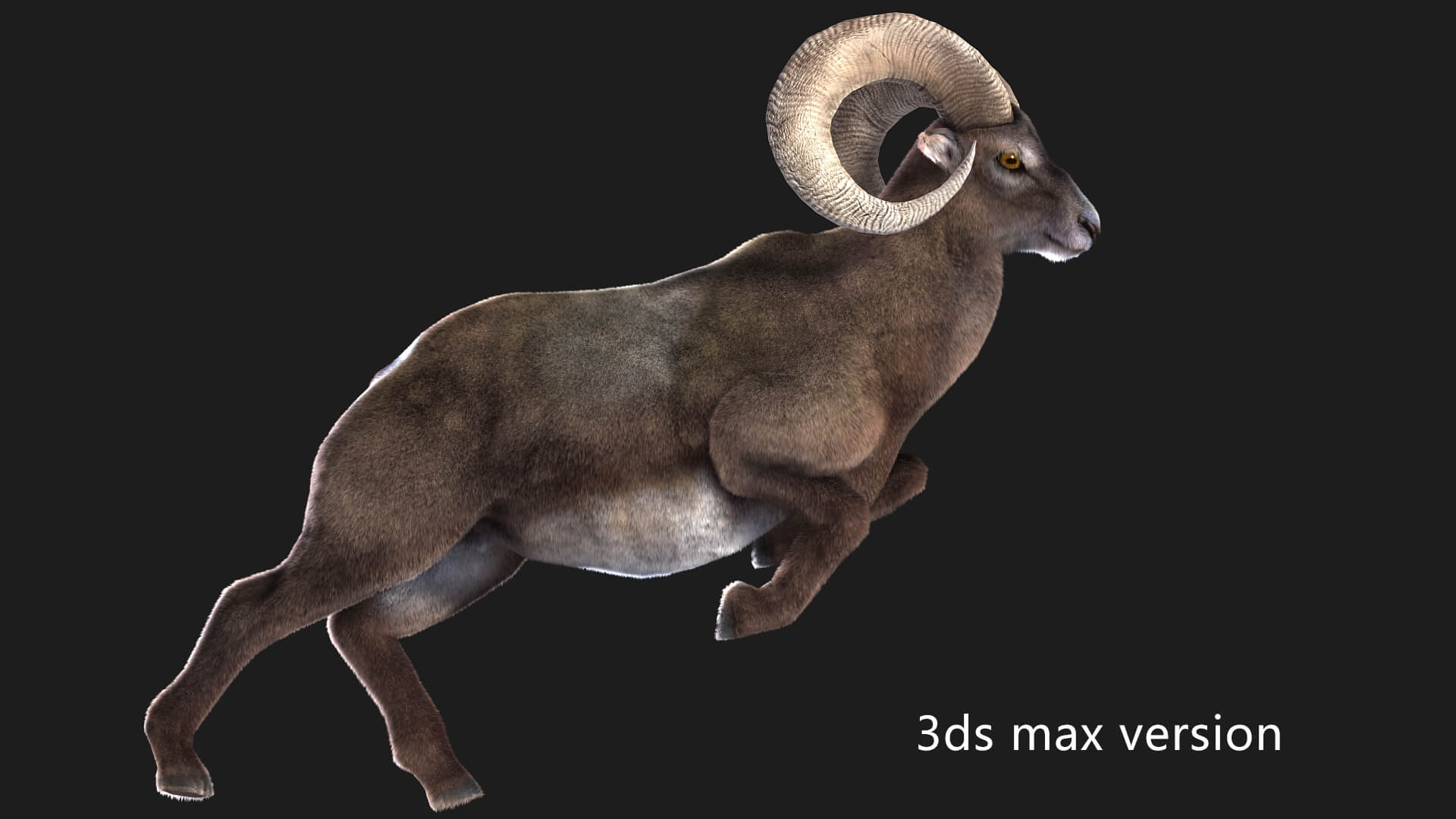 Rigged Goat Ram Sheep - 3D Model by cg-shop-boy