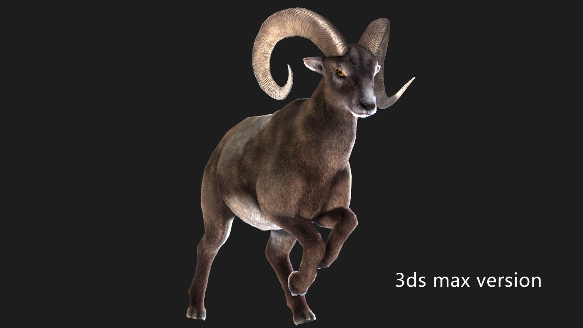 Rigged Goat Ram Sheep - 3D Model by cg-shop-boy