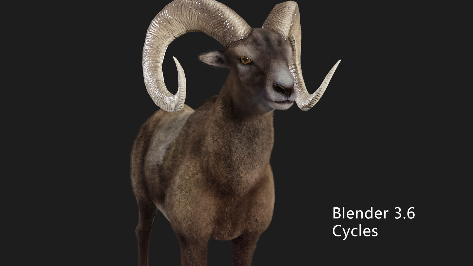 Rigged Goat Ram Sheep - 3D Model by cg-shop-boy
