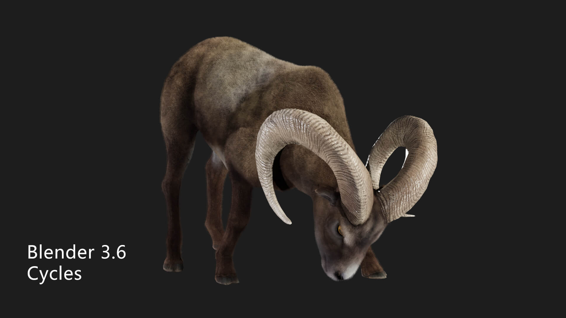 Rigged Goat Ram Sheep - 3D Model by cg-shop-boy